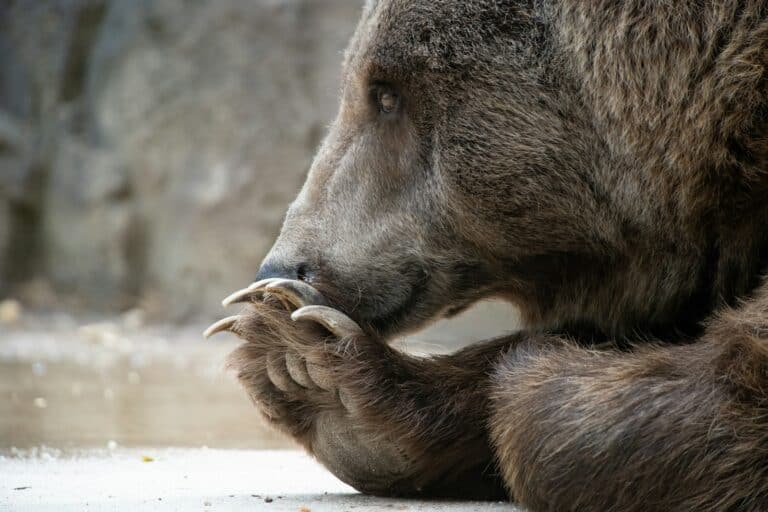 The Harpy Eagle’s Talons Are Stronger Than a Bear’s Claws - Animals ...