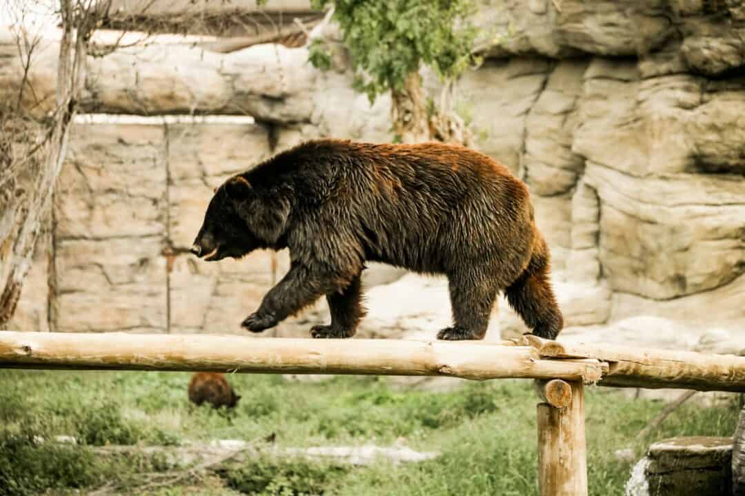 11 Bear Species Ranked by Strength and Bite Force - Animals Around The ...