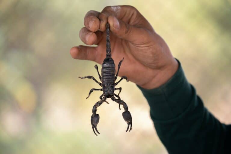 14 Cold-Blooded Creatures That Thrive in Heat - Animals Around The Globe