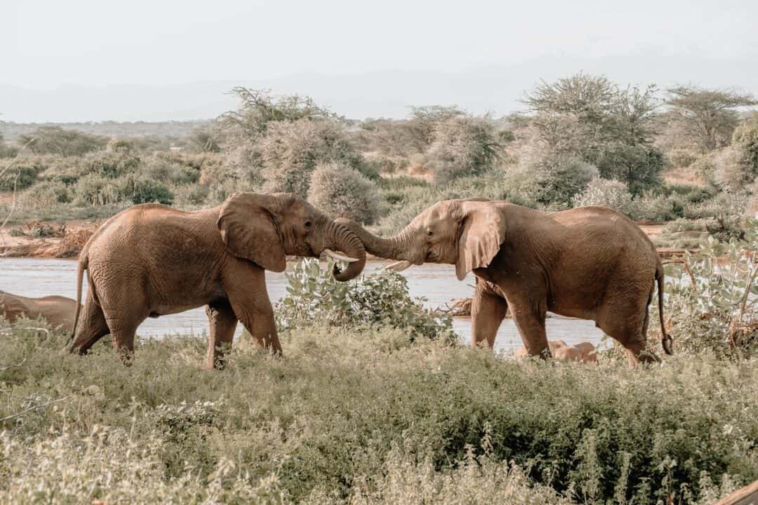 15 Elephant Facts That Will Blow Your Mind - Animals Around The Globe