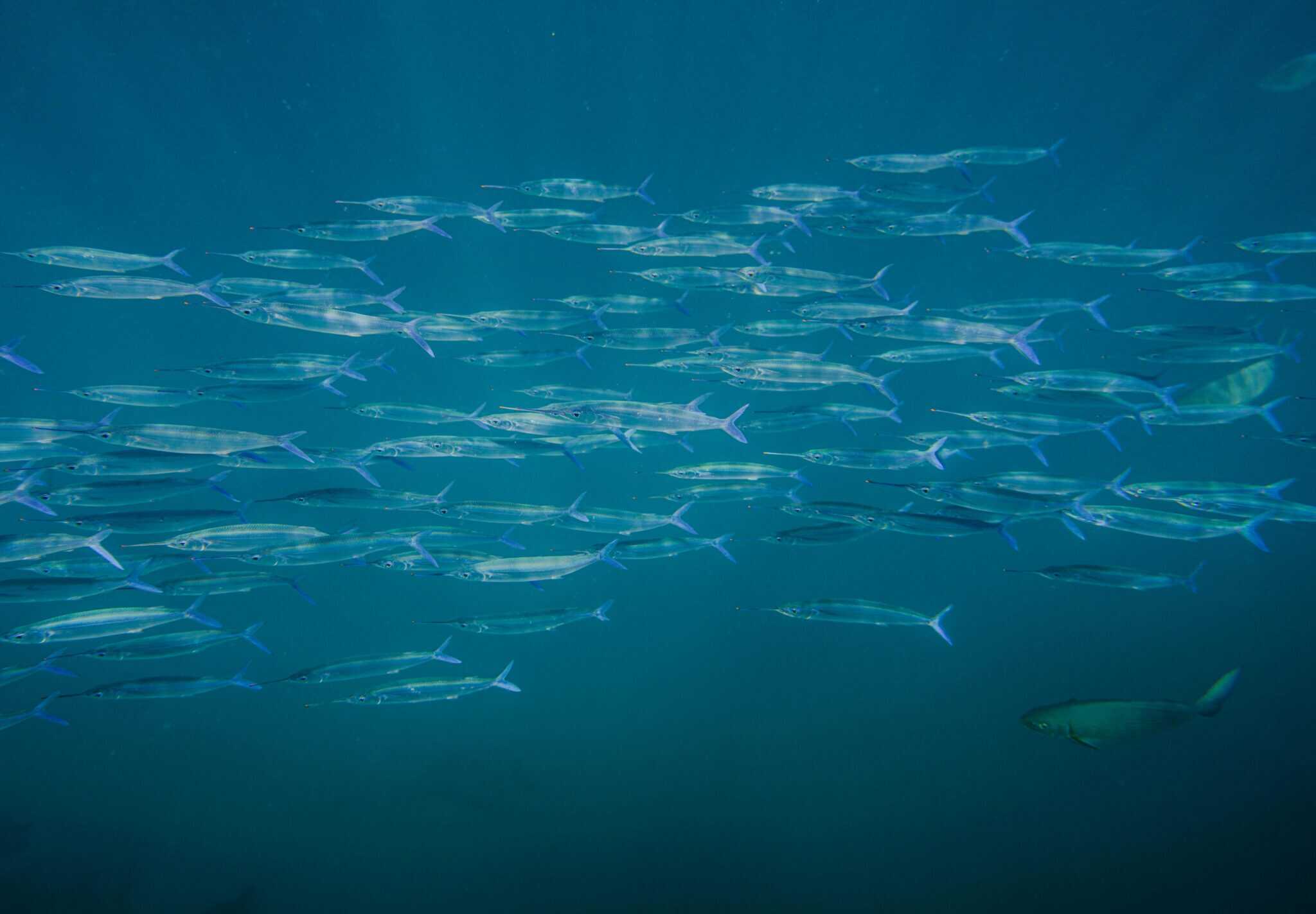 How Schools of Fish Move in Perfect Synchrony