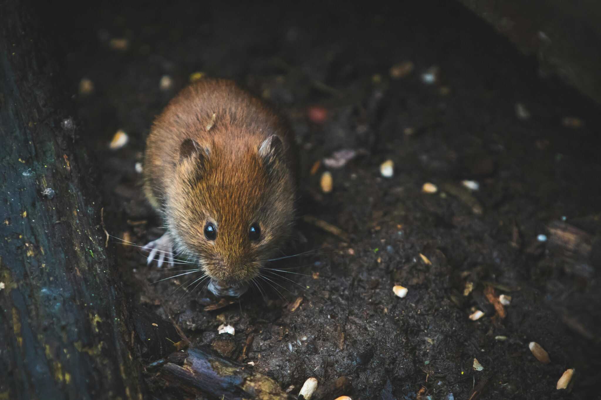 12 Creatures That Only Live in the American Southwest - Animals Around ...