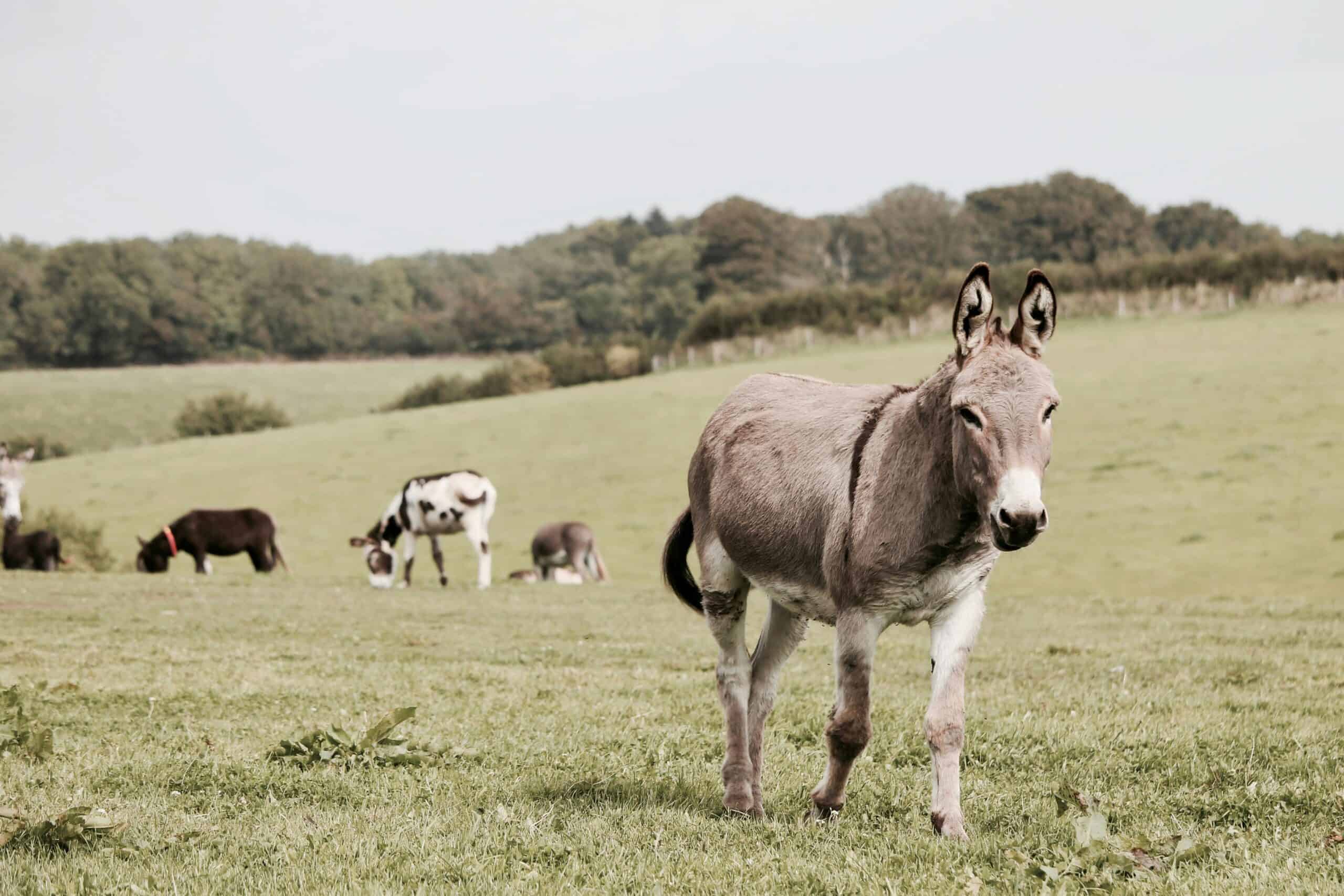 Wild Donkey Populations and the Fight for Their Protection - Animals ...