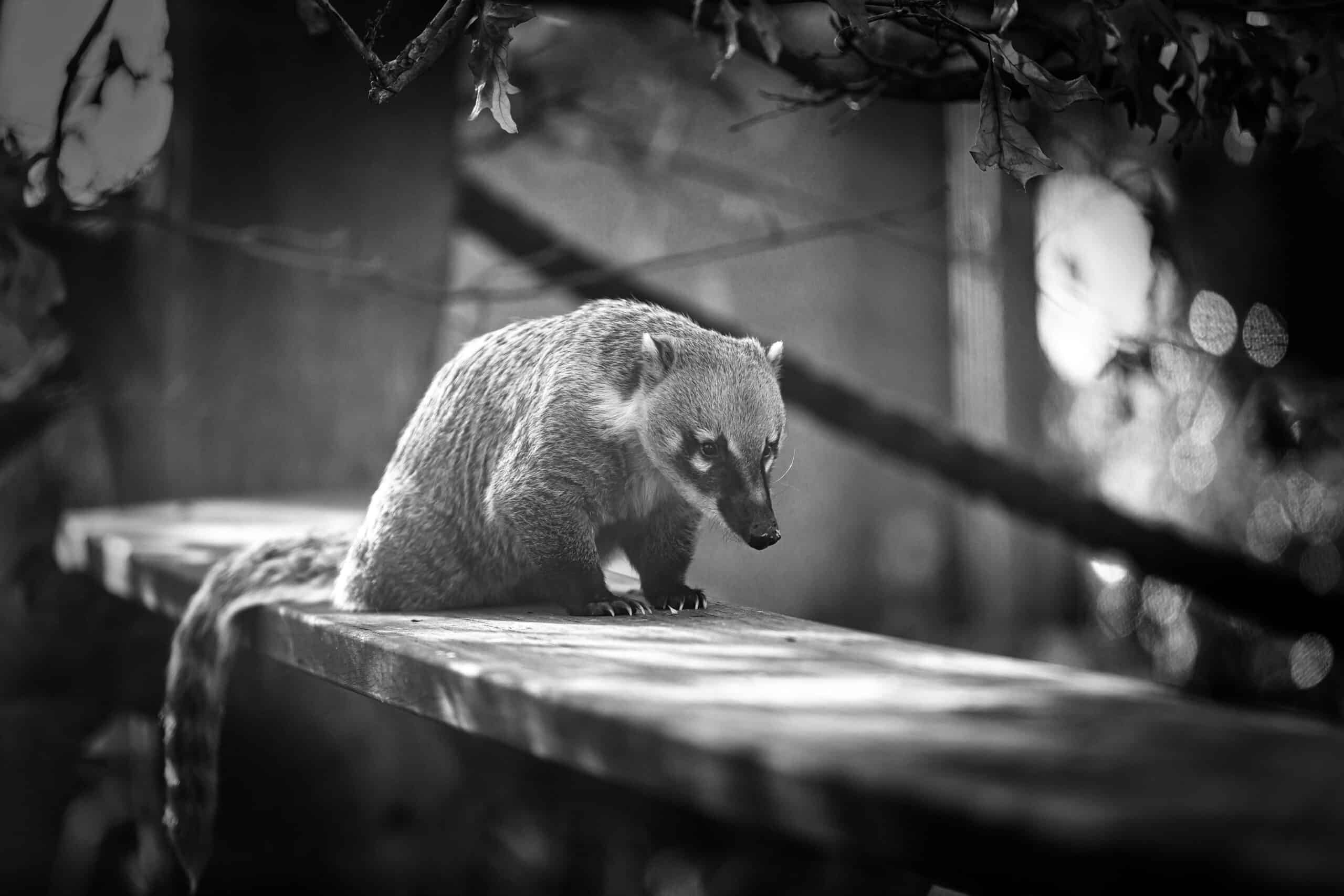 Mystery ‘Chupacabra-Like’ Creature Terrifies Colorado Woman