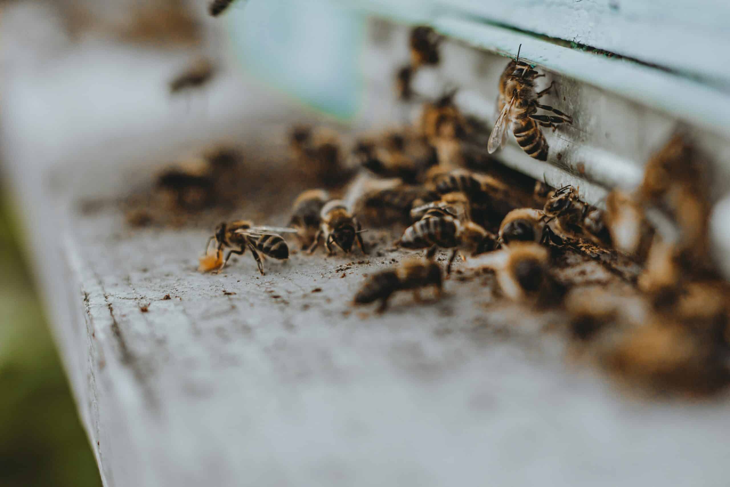 Aggressive Bee Swarm Shuts Down Arizona Street