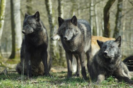 Why Wolves Seldom Attack Humans Despite Their Reputation - Animals ...