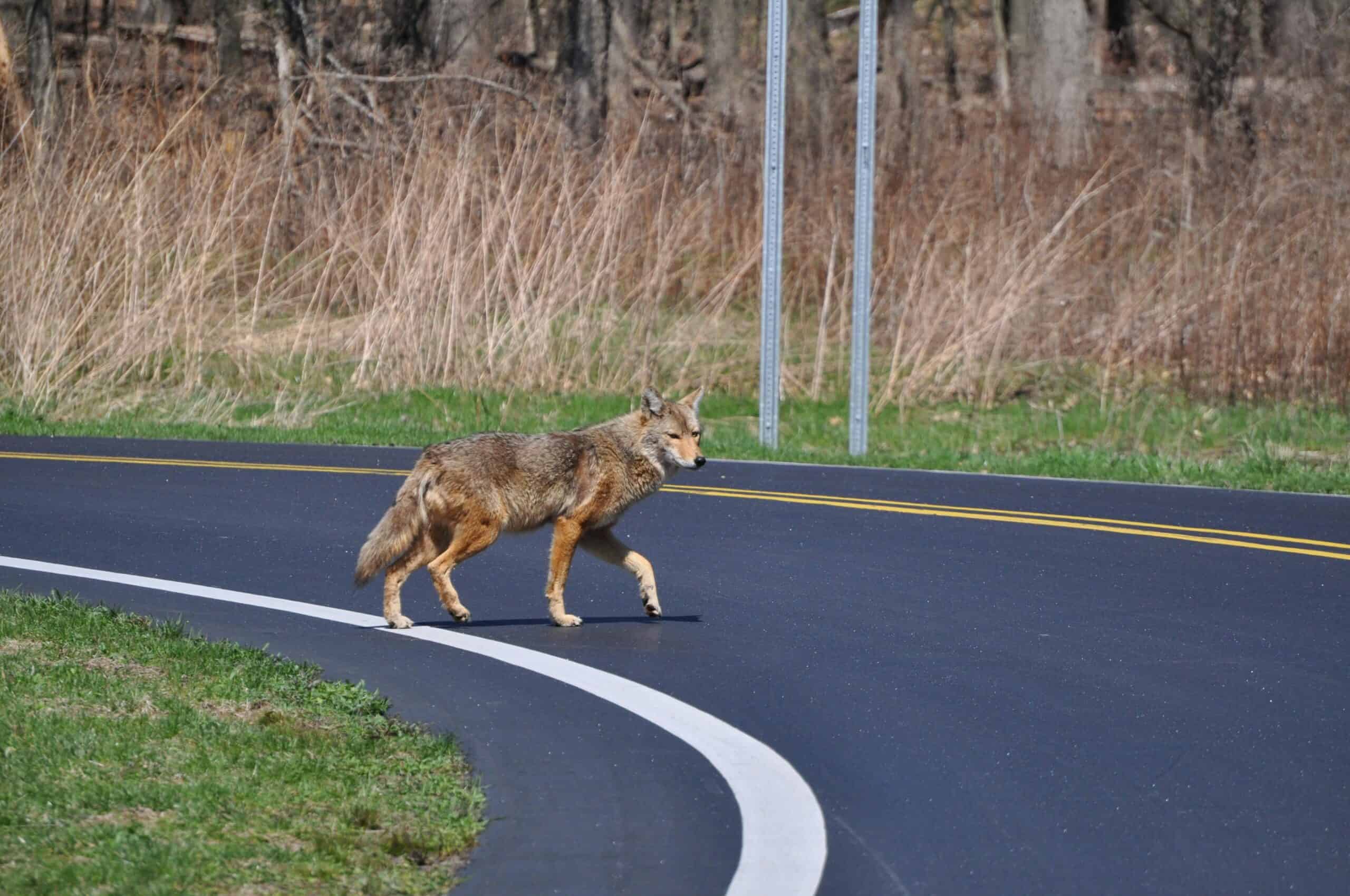 Why Coyotes Are Thriving in Cities Like Chicago and Los Angeles