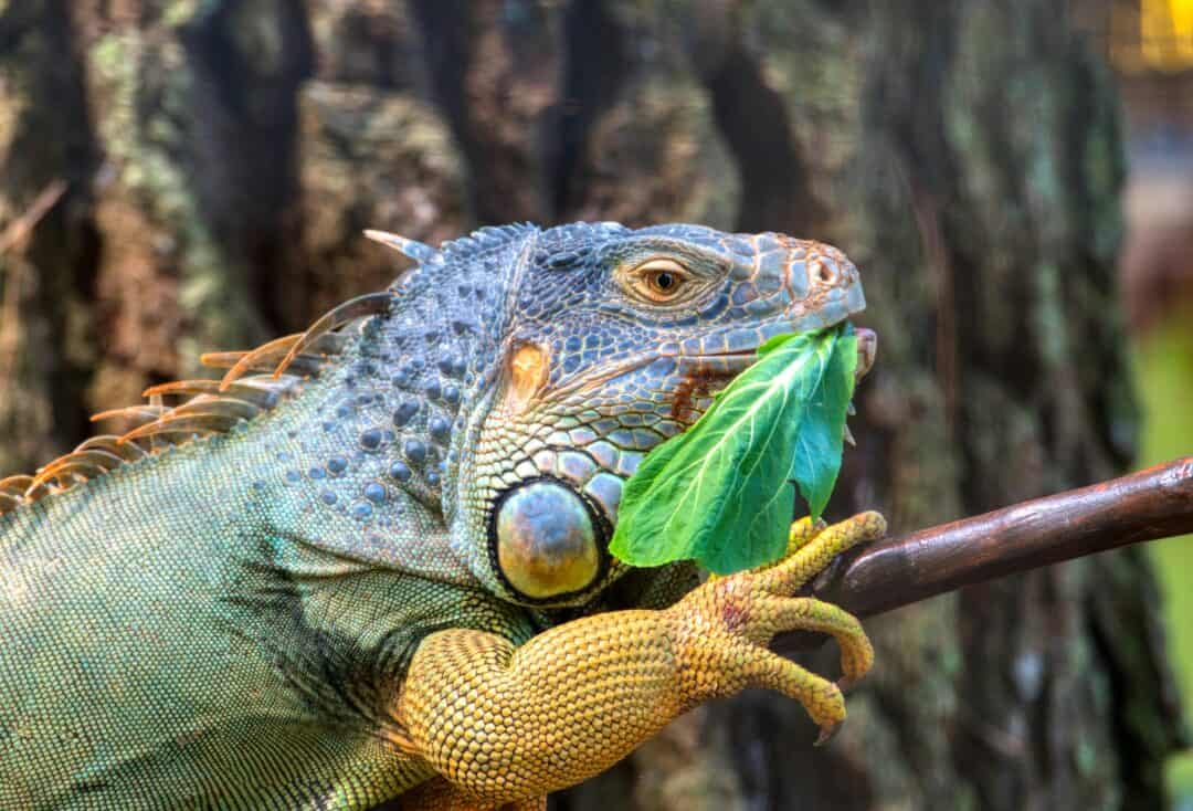 Can Iguanas Really Fall From Trees During Cold Snaps? - Animals Around ...