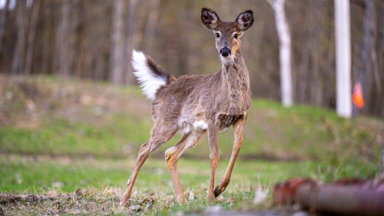 How Fast Can a Deer Run? You Might Be Surprised
