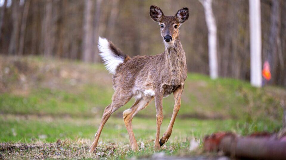 How Fast Can a Deer Run? You Might Be Surprised