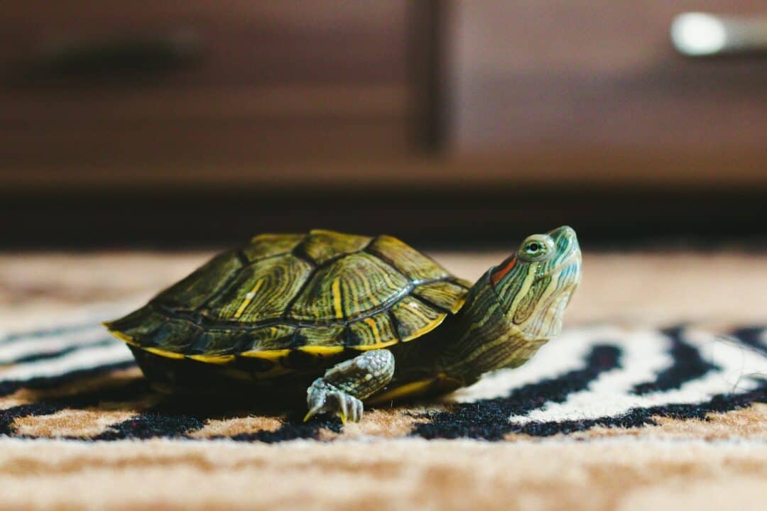 Why You Should Never Release a Pet Turtle Into the Wild