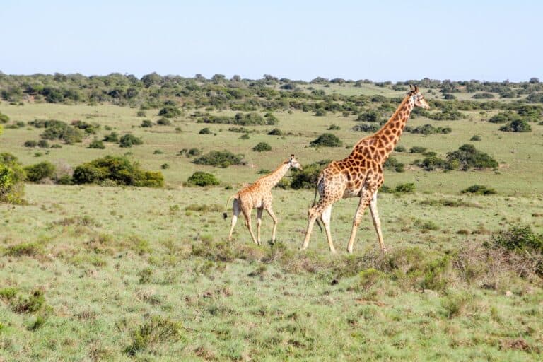 What You Never Knew About the Social Lives of Giraffes - Animals Around ...