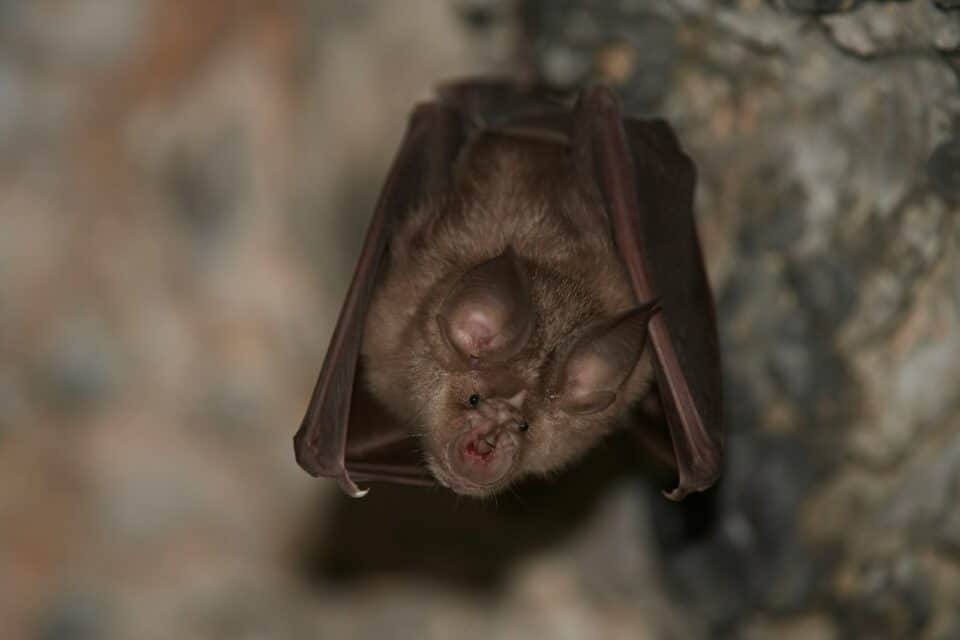 What Scientists Discovered in a Bat Cave in Borneo