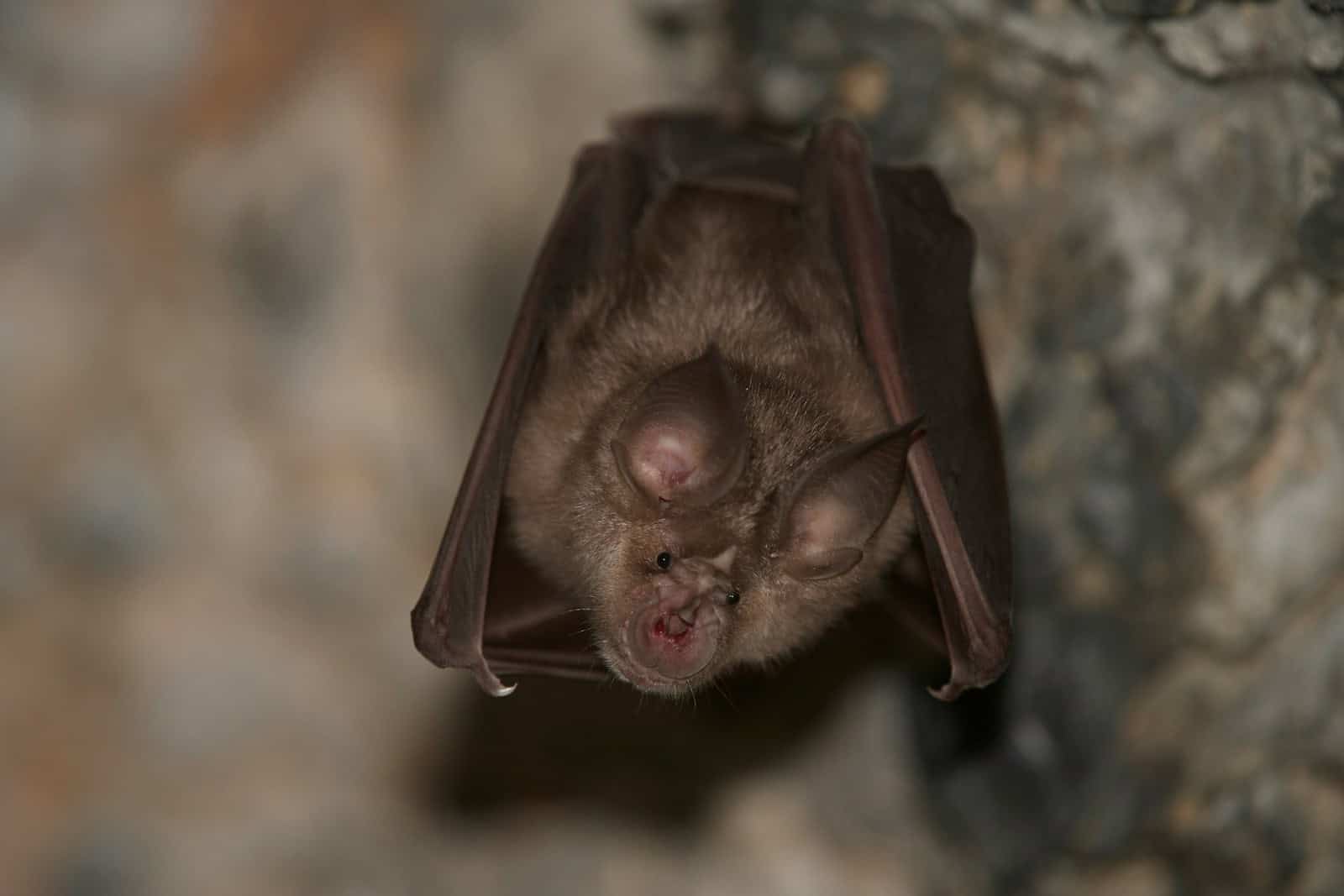 What Scientists Discovered in a Bat Cave in Borneo