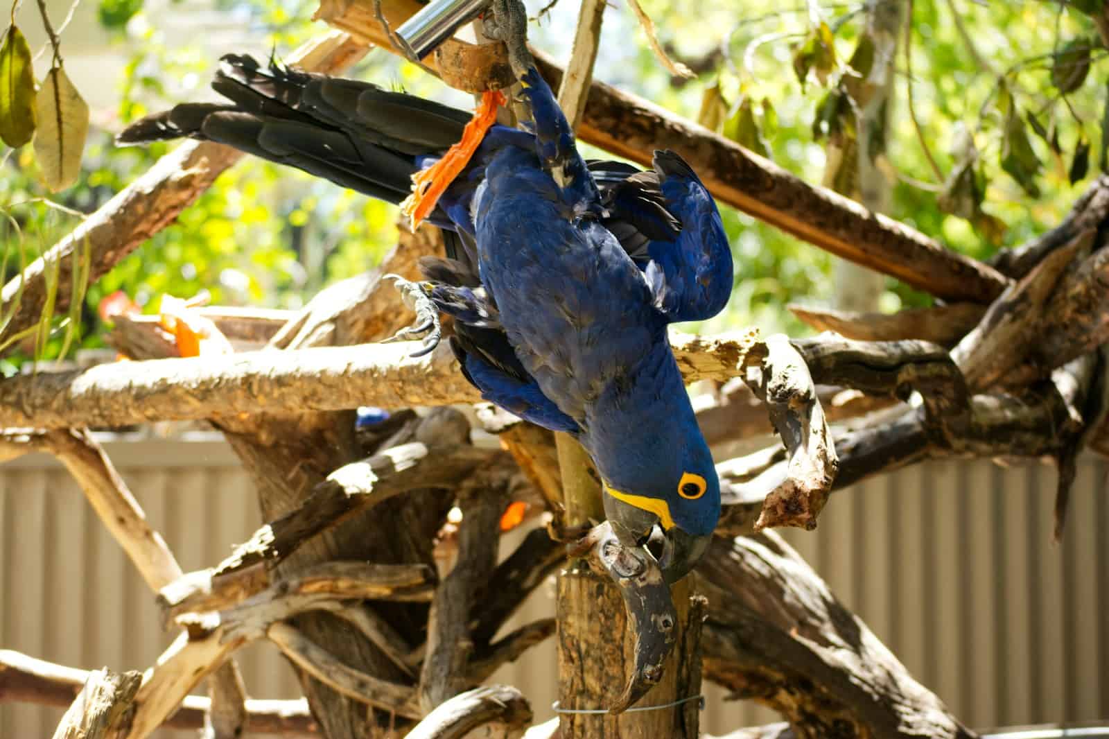 Why Wild Parrots Are Developing Their Own Dialects