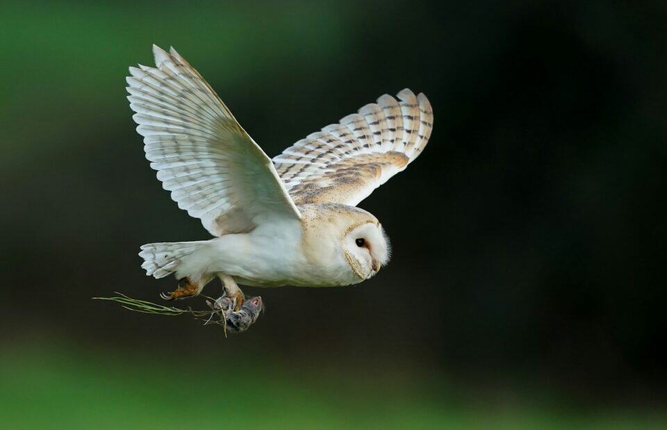 11 U.S. Owl Species and Where to Spot Them - Animals Around The Globe