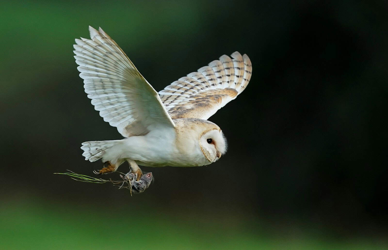 This Owl’s Hunting Skills Put Raptors to Shame