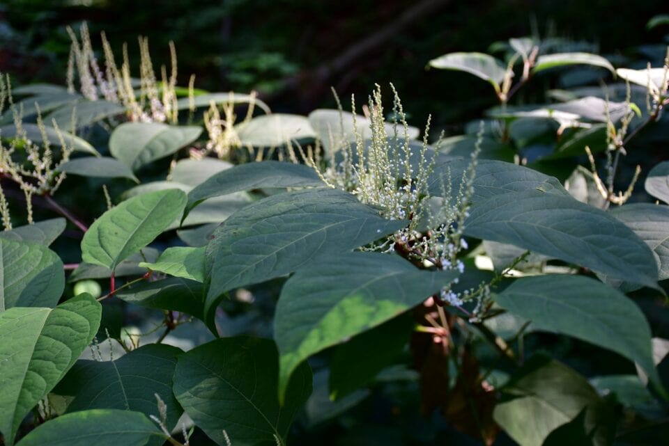This Invasive Plant Is Changing U.S. Ecosystems Forever