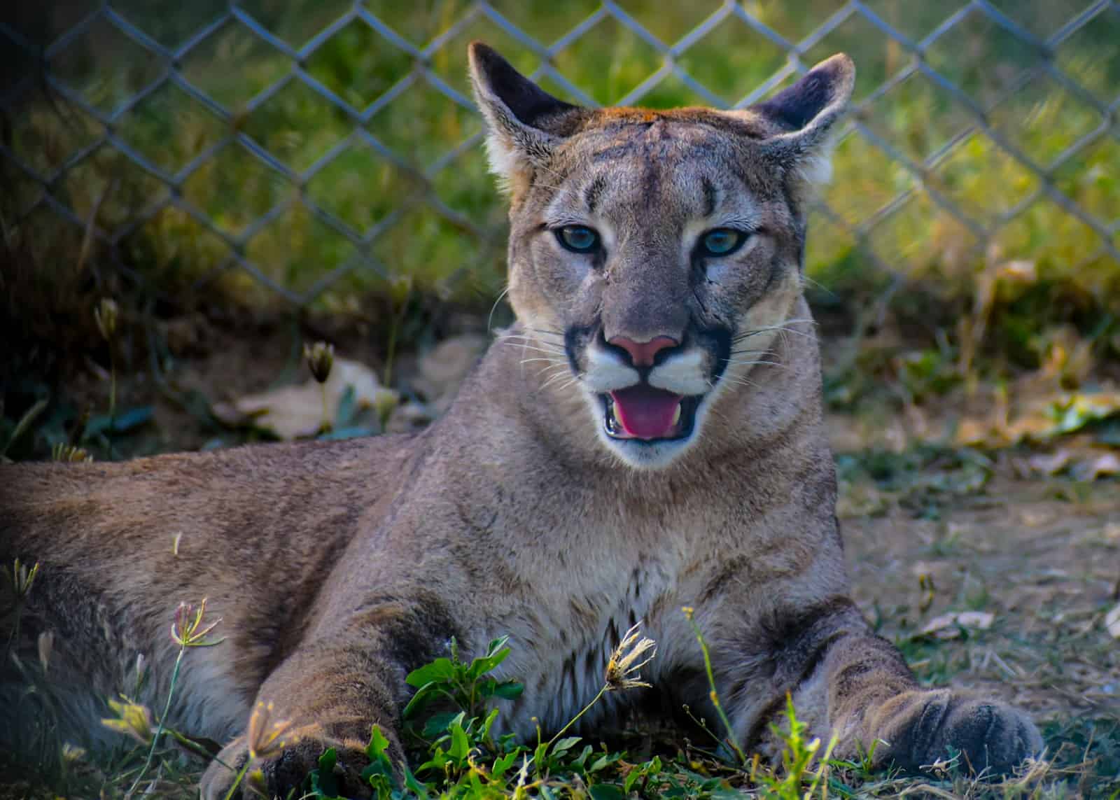 12 Most Dangerous Animals in Florida — Ranked by Threat to Humans ...