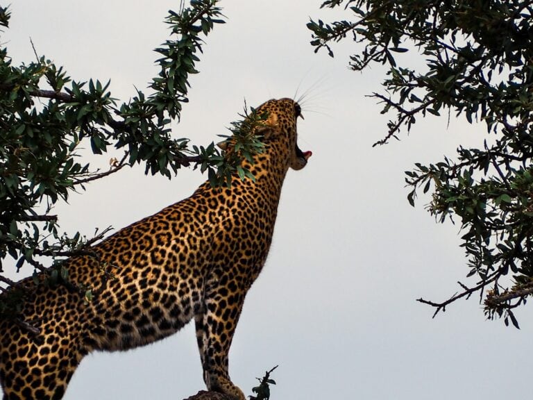 This Is Why Jaguars Are the Most Powerful Biters in the Cat World ...