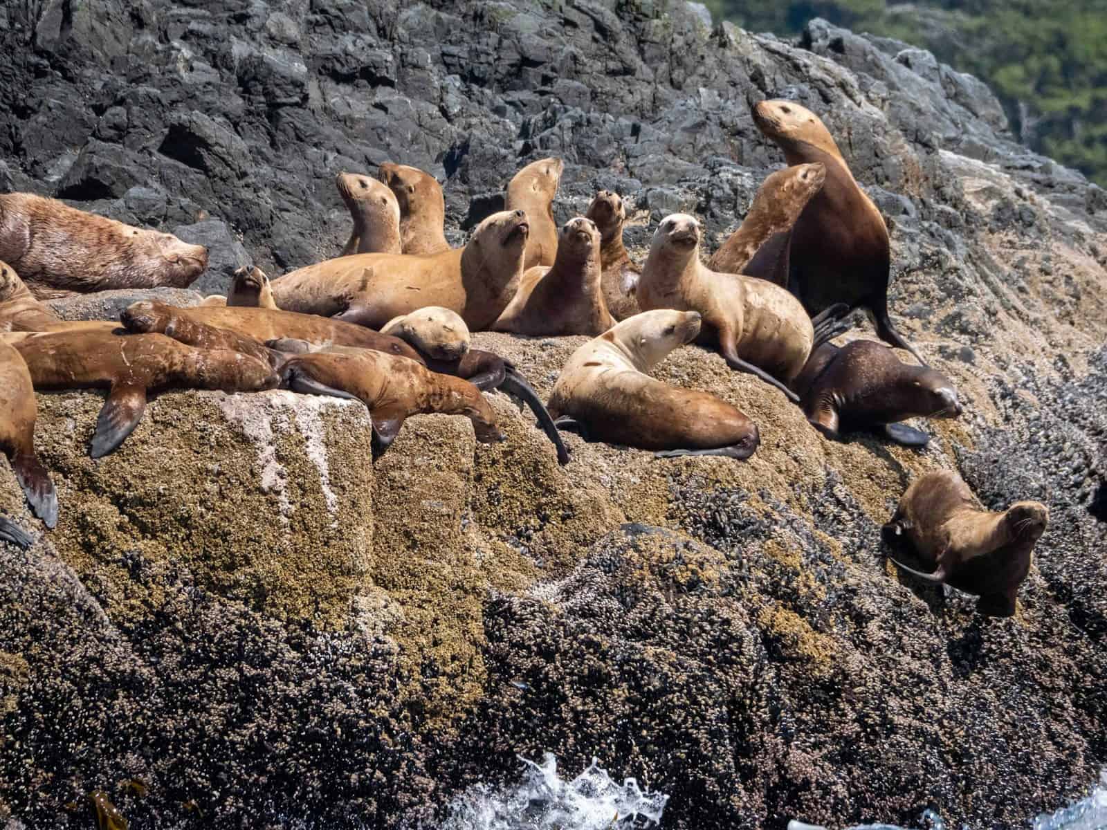 How Sea Lions Are Teaching Scientists About Ocean Health