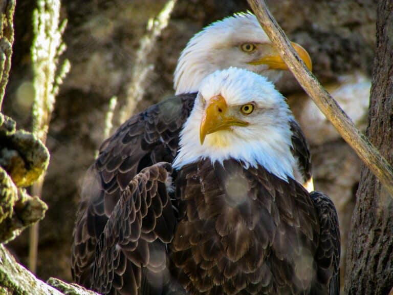 Why Bald Eagles Were Nearly Extinct—and How They Bounced Back