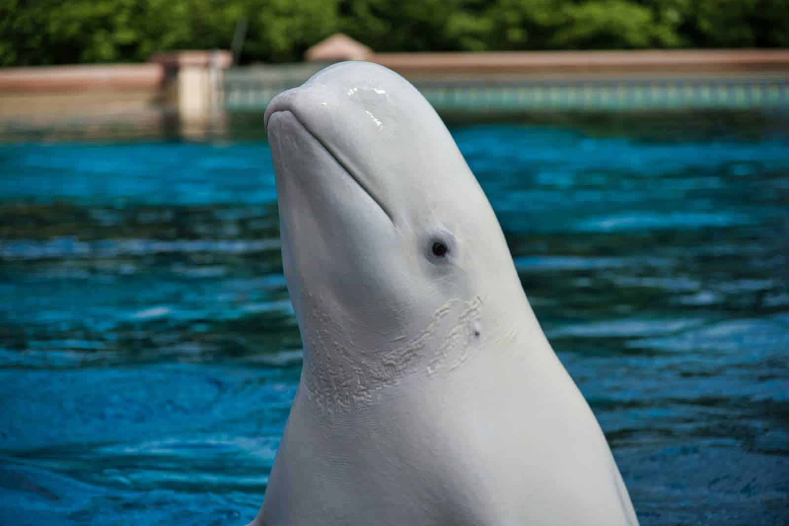 Why Beluga Whales Love to Mimic Human Voices