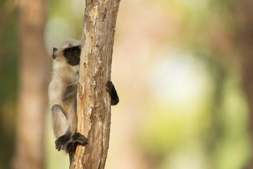 How Monkeys in India Are Adapting to Urban Life - Animals Around The Globe
