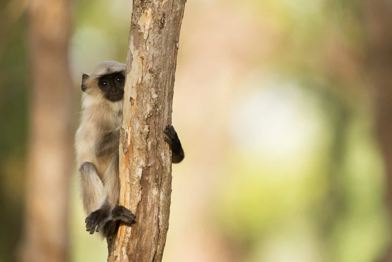 How Monkeys in India Are Adapting to Urban Life - Animals Around The Globe