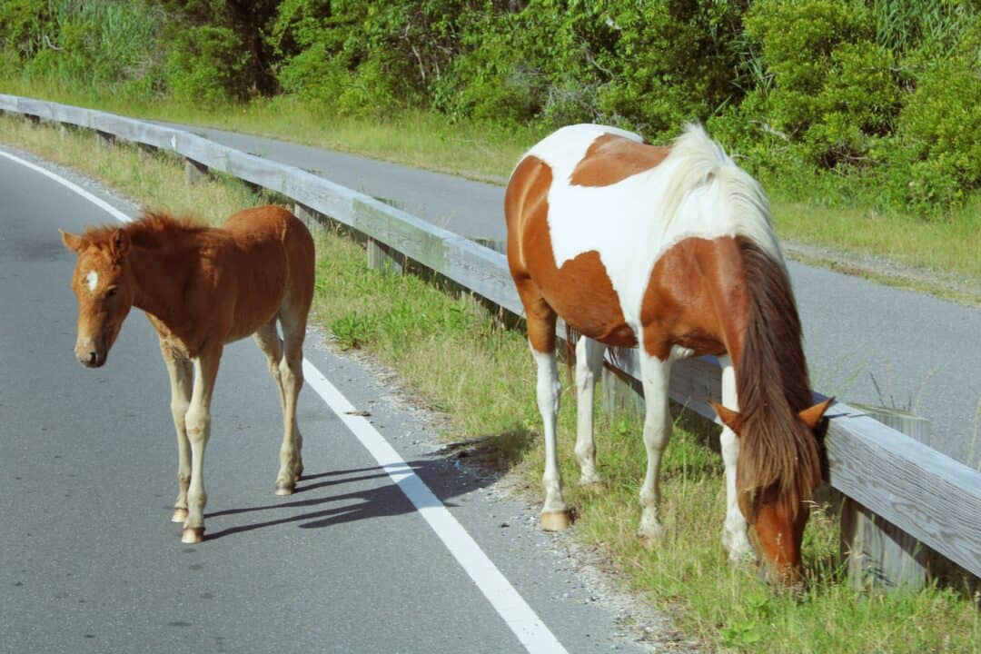 13 Animal Species That Recognize Themselves in a Mirror - Animals ...
