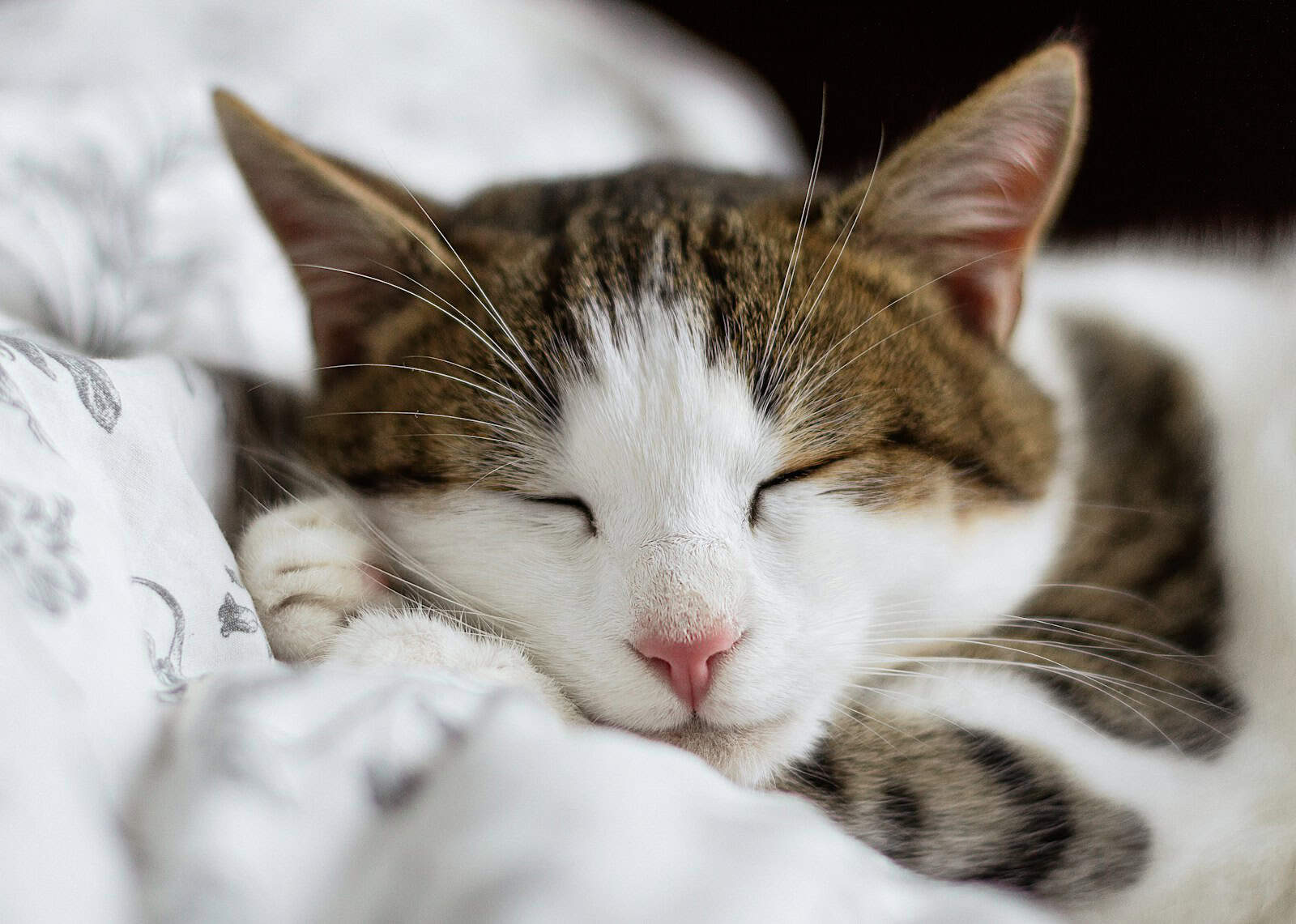 Do Animals Dream? What Research Reveals
