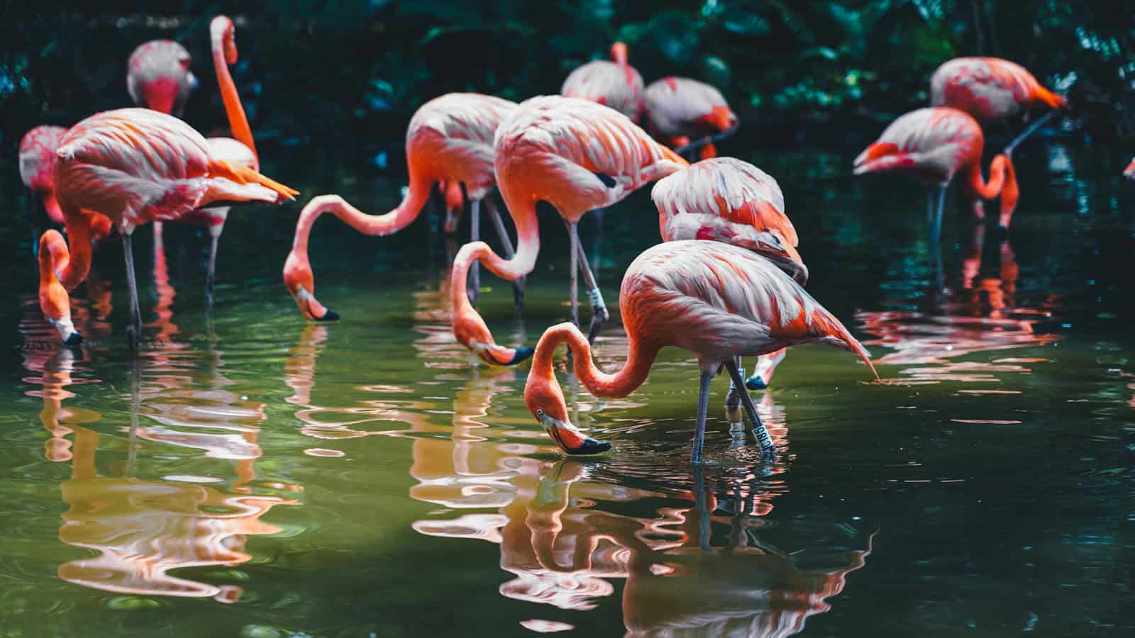 Why Flamingos Stand on One Leg—Finally Explained