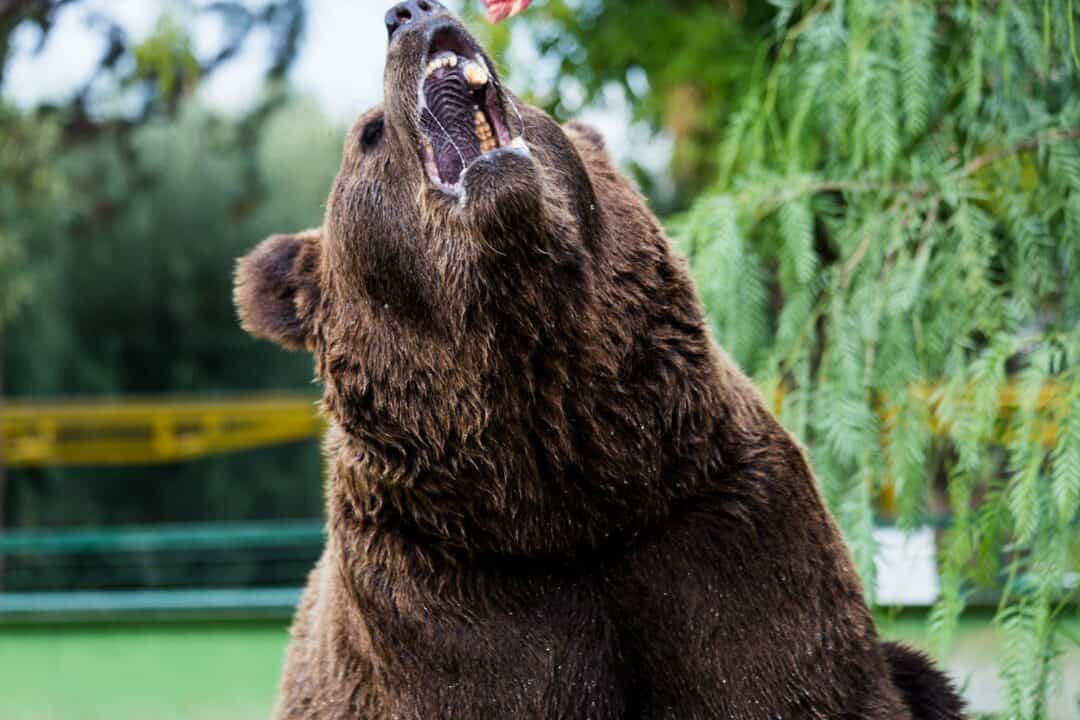 How Fast Can a Bear Run? It’s Faster Than You Think