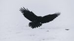 How Crows Recognize Human Faces and Hold Grudges - Animals Around The Globe