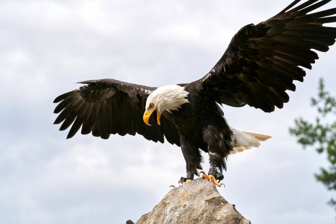 The Role of Bald Eagles in Native American Culture