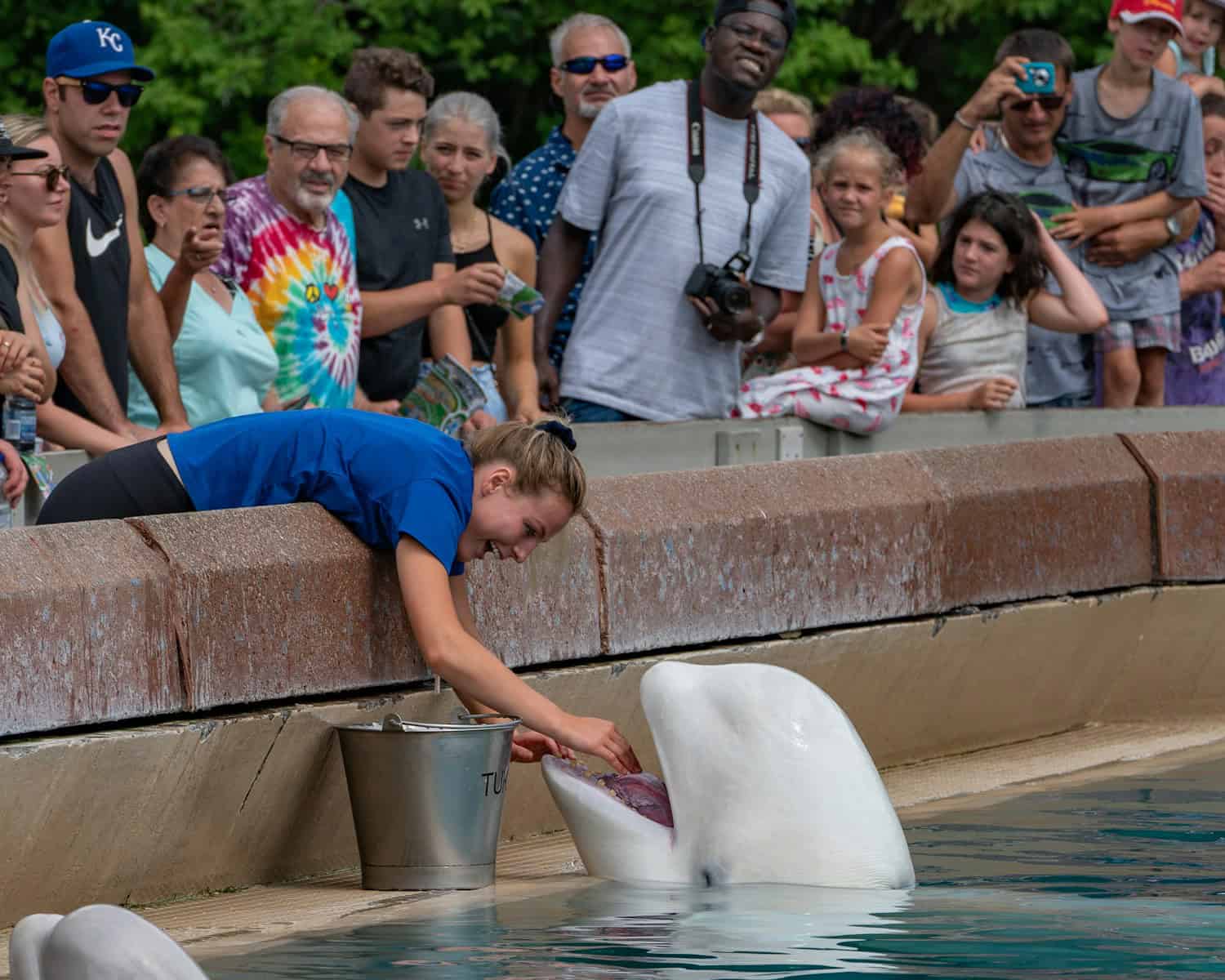 Why Beluga Whales Love to Mimic Human Voices