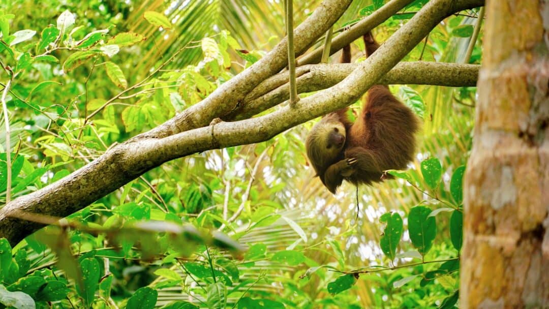 Why Sloths Risk Their Lives to Poop on the Ground - Animals Around The ...