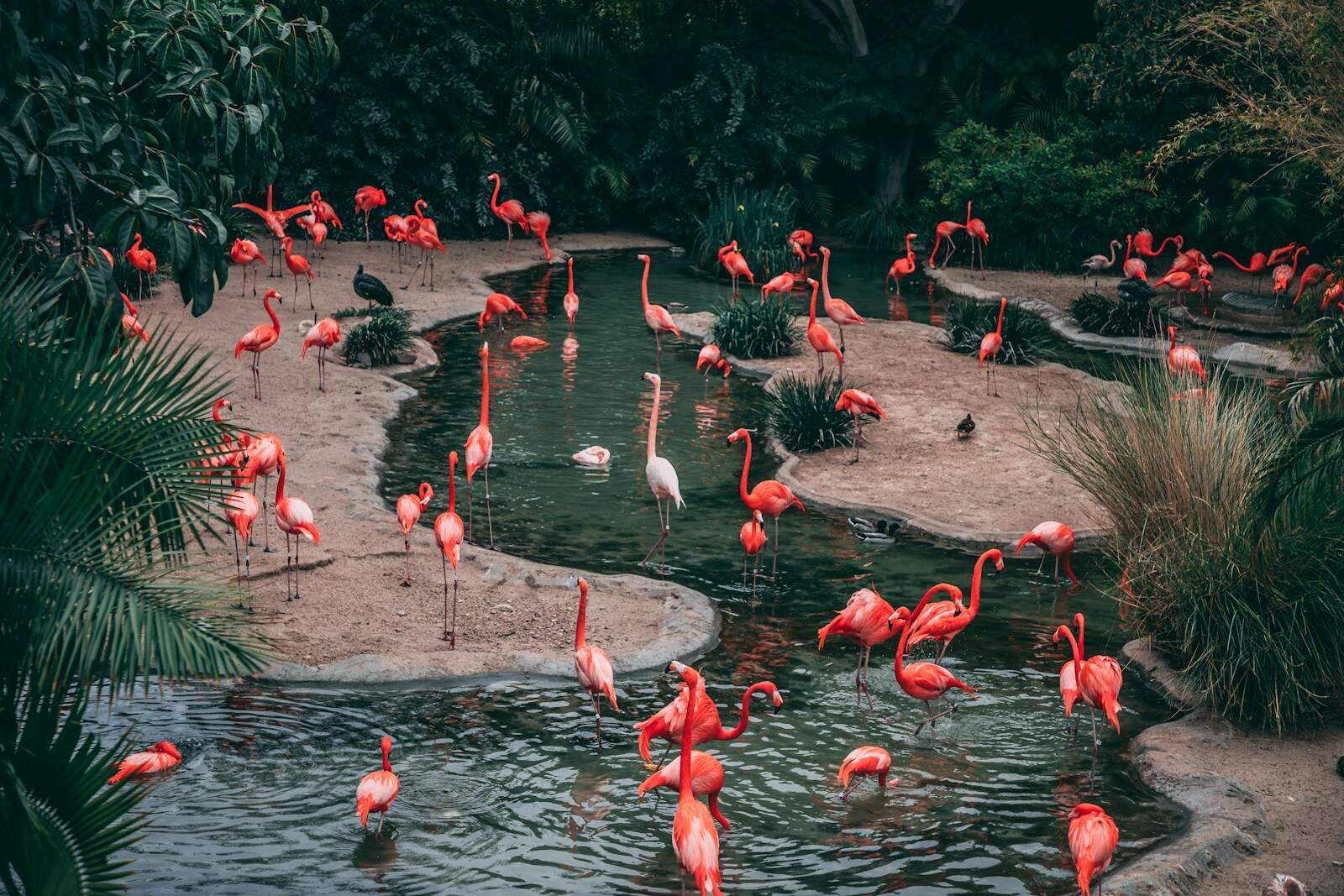Why Flamingos Are Now Thriving in Unexpected Places