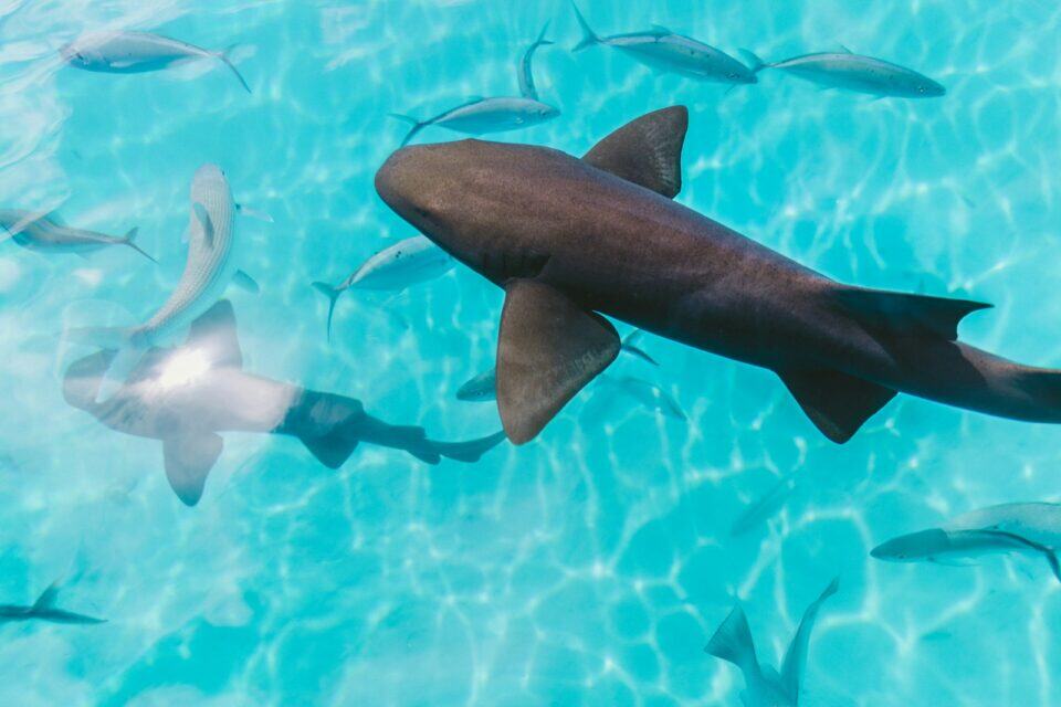 The U.S. River Where Sharks Are Spawning in Freshwater
