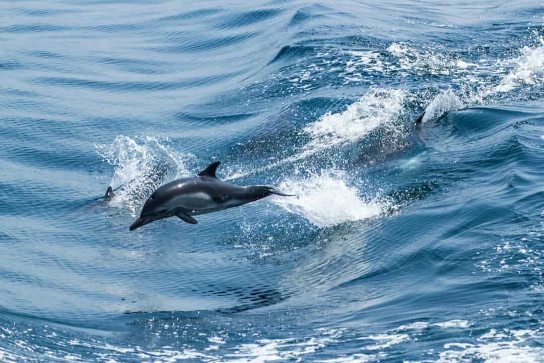 What Dolphins Can Teach Us About Language