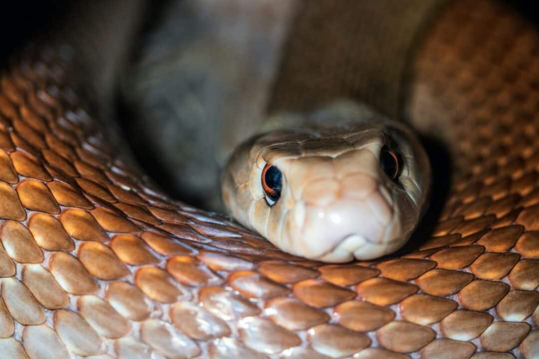 The Lethal Venom of the Inland Taipan Snake - Animals Around The Globe