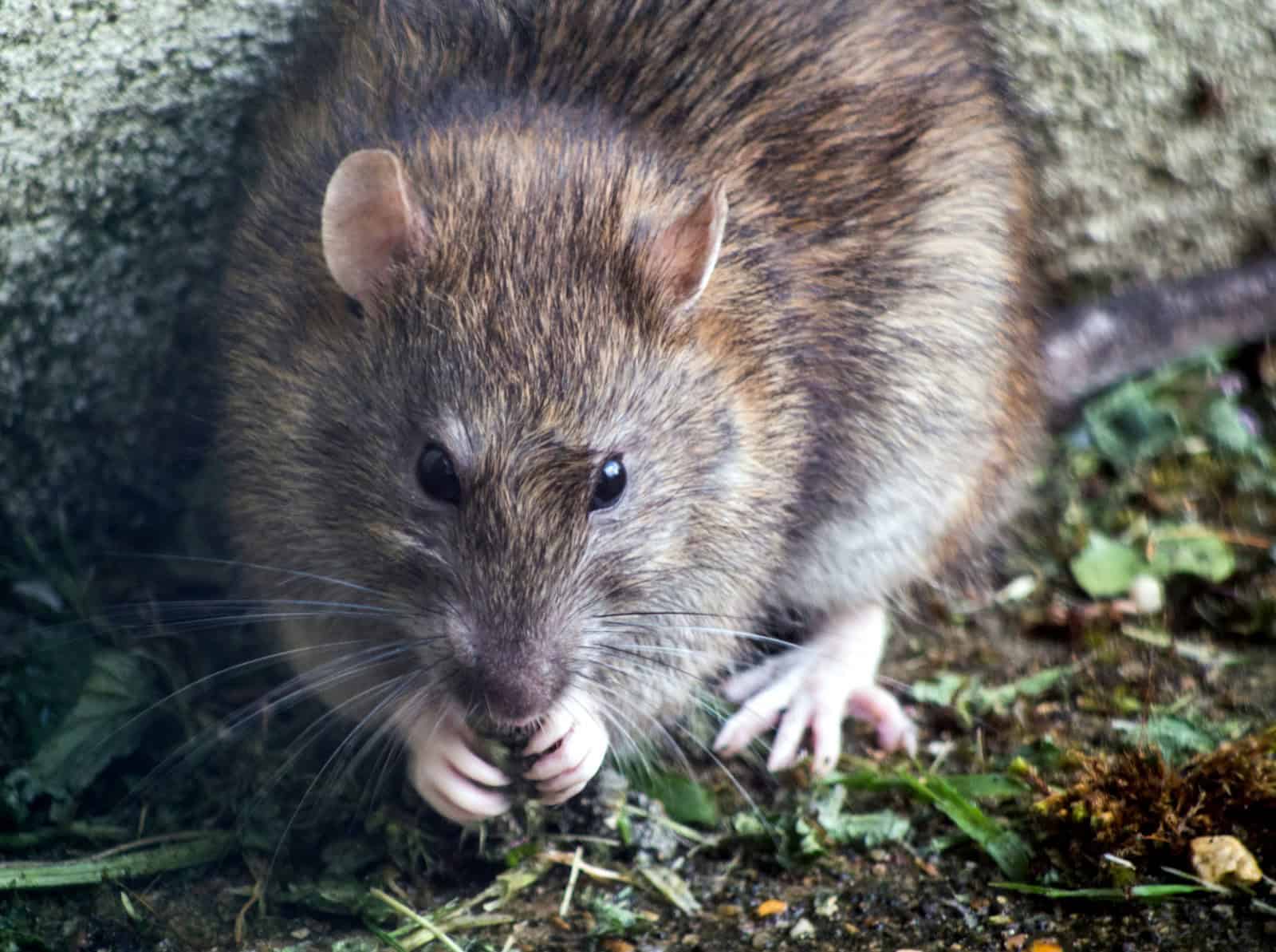 What Rats Can Teach Us About Empathy