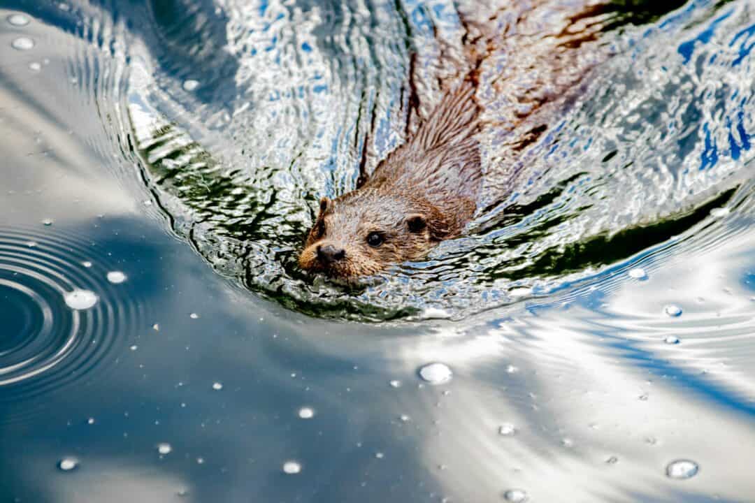 The Unexpected Comeback of River Otters in New York - Animals Around ...