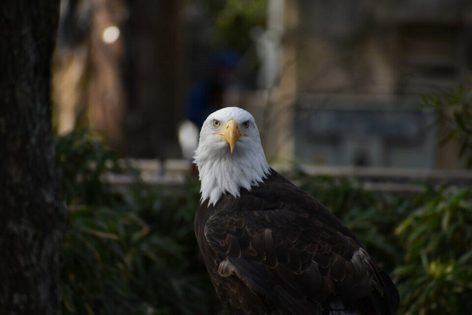 Why Bald Eagles Are Spotted More Often in U.S. Cities