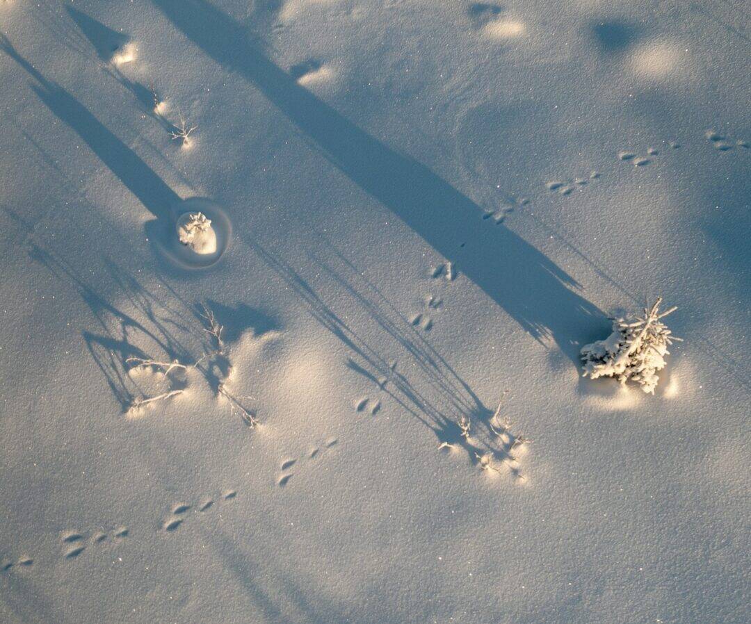 Beginner’s Guide to Identifying Animal Tracks