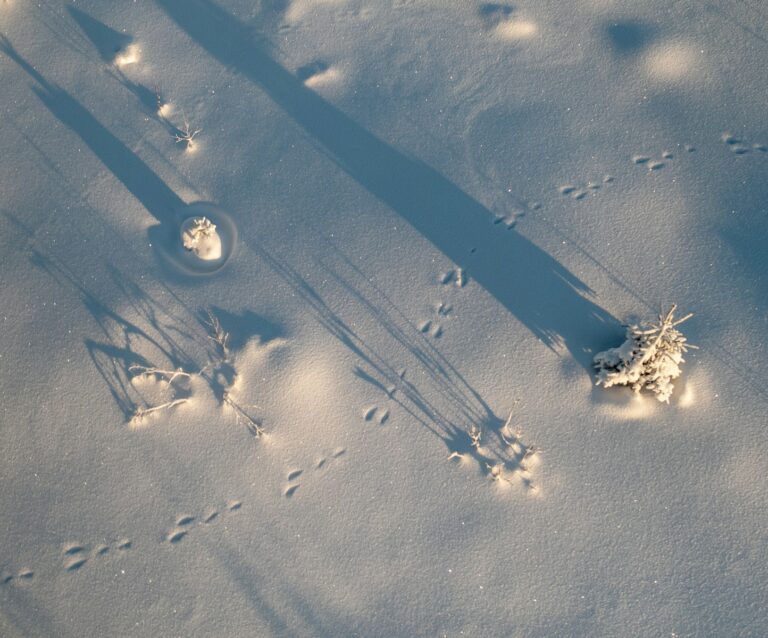 Beginner’s Guide to Identifying Animal Tracks