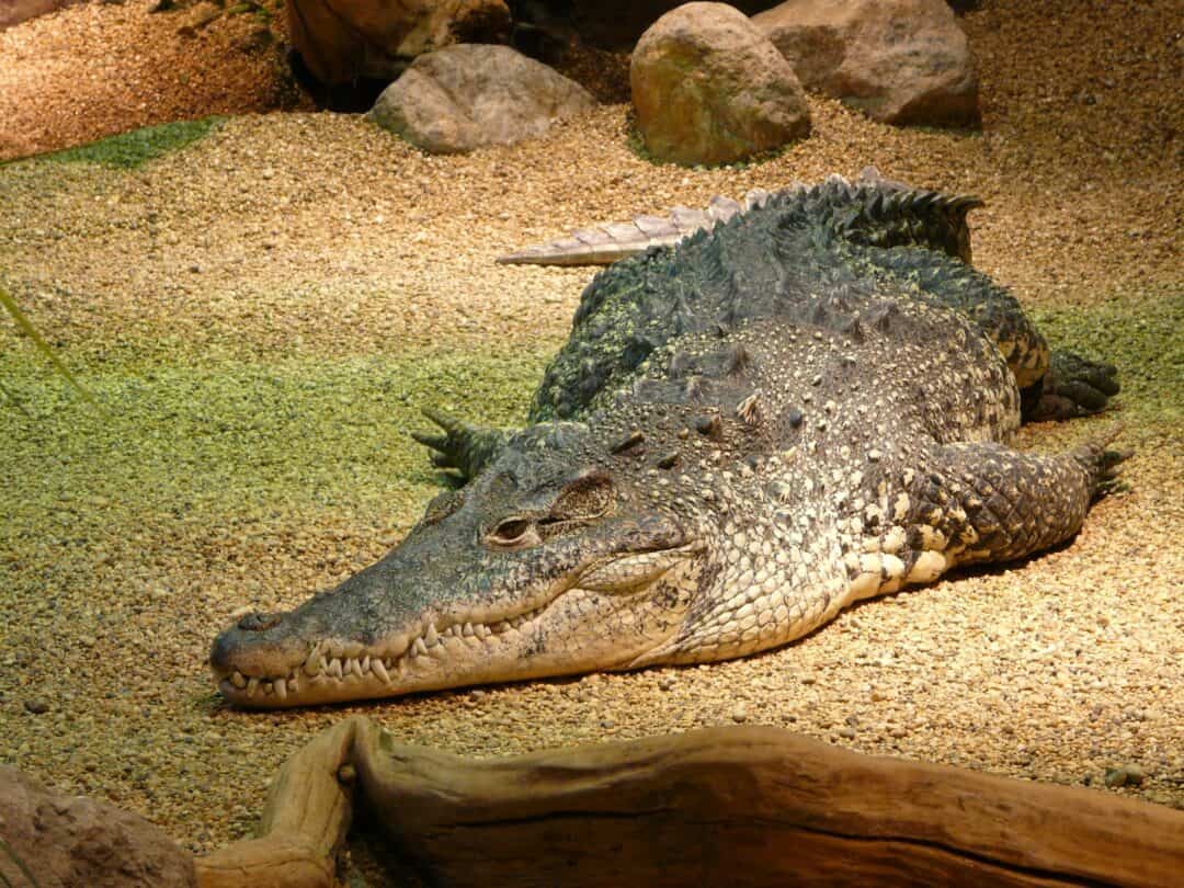 Crocodile Mothers Are Way More Caring Than You Think