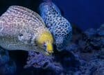 This Fish Has the Most Shocking Defense in the Ocean