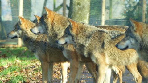 How Wolves Choose Their Alpha And Why That Term Might Be Misleading