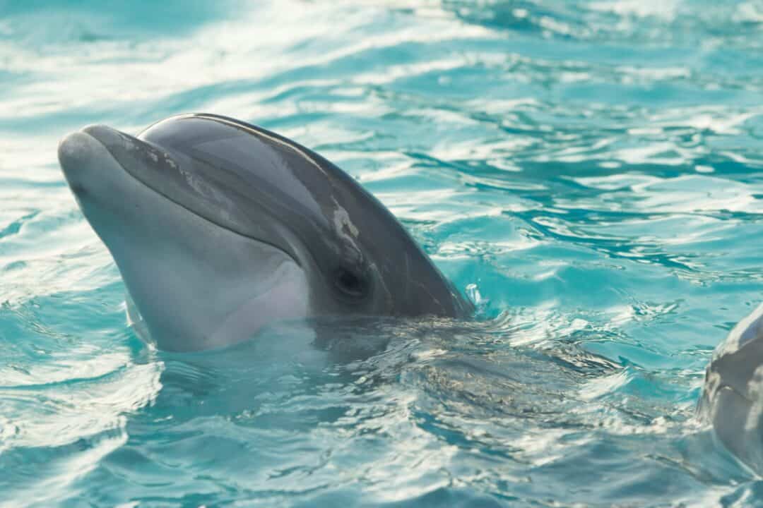 12 Incredibly Rare Animal Hybrids That Actually Exist - Animals Around ...
